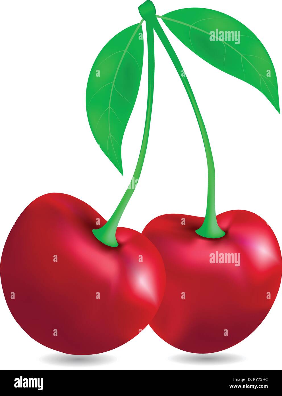 Cherry fruit vector of ripe red cherry isolated on white background ...