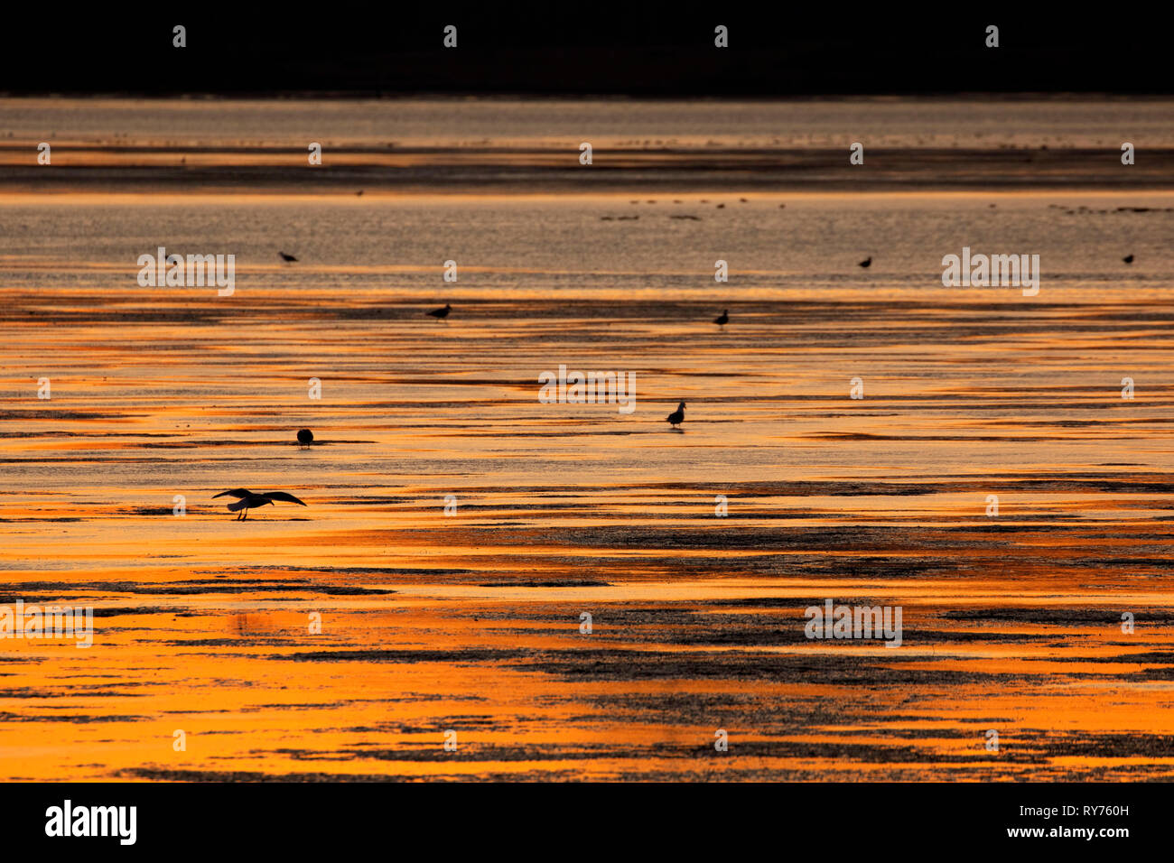 Mudflat sunset with gull silhouette from Padilla Bay Shore Trail ...