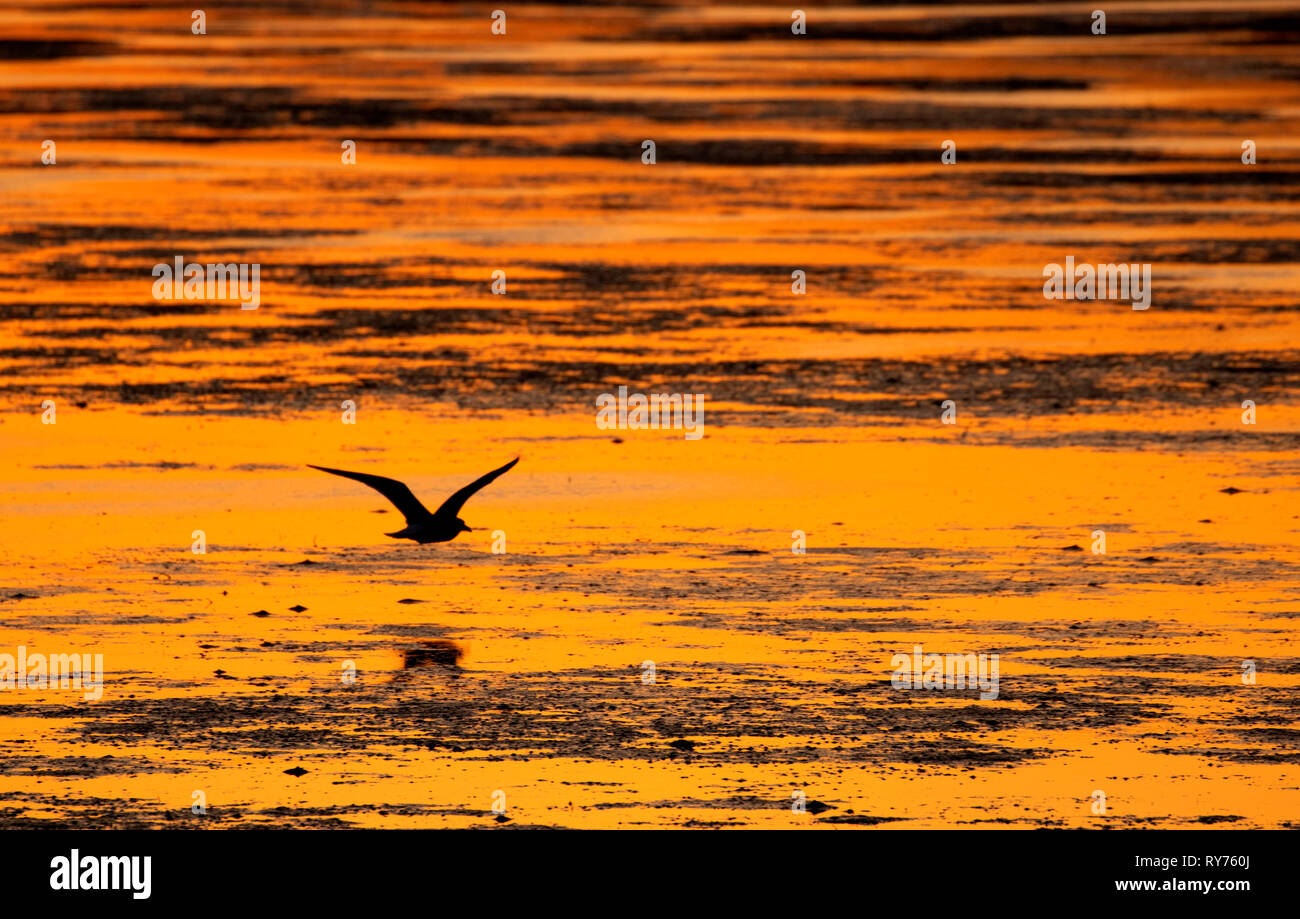 Skagit bay mudflat hi-res stock photography and images - Alamy