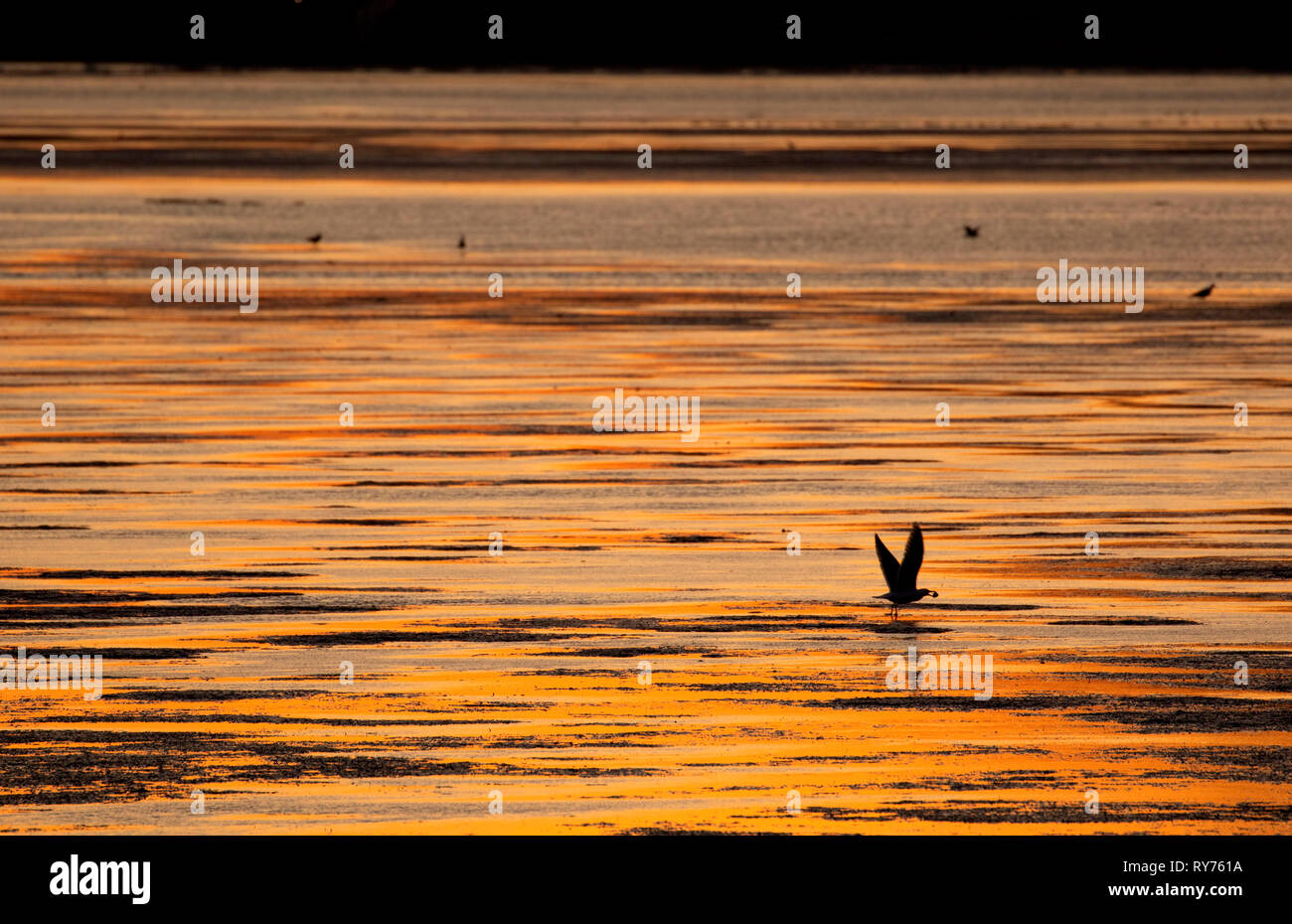 Skagit bay mudflat hi-res stock photography and images - Alamy