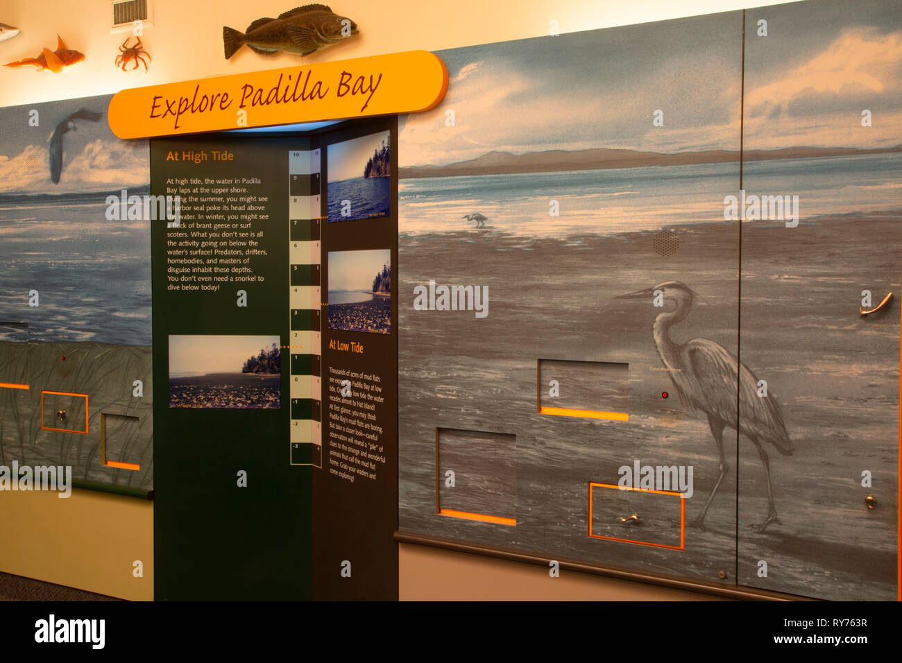 Visitor Center displays, Padilla Bay National Estuarine Reserve ...