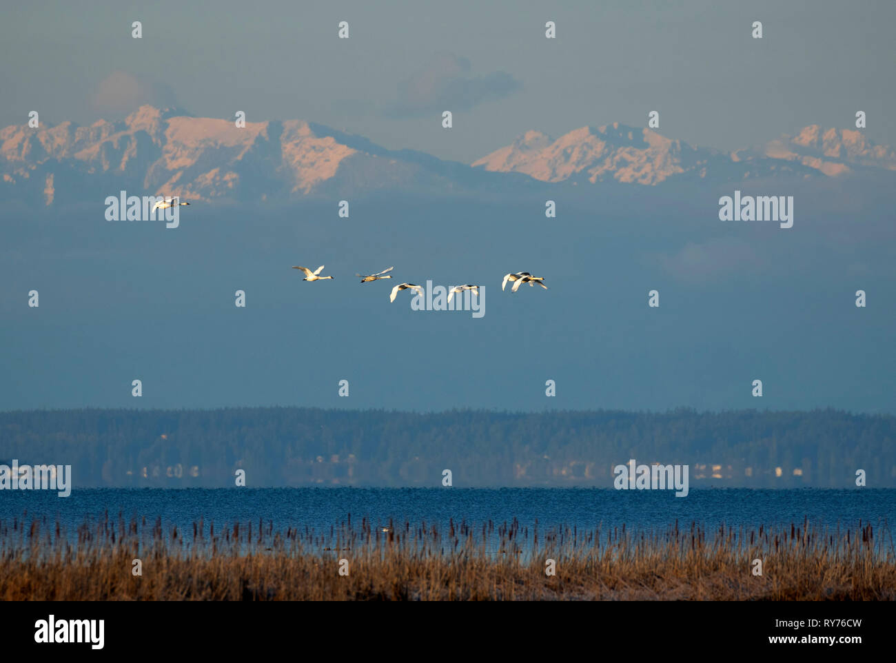 Trumpeter swan (Cygnus buccinator), Fir Island Farms Reserve, Skagit ...