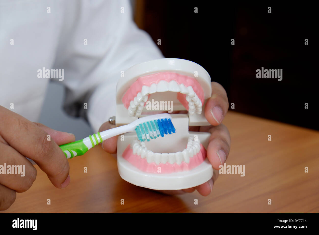 Dentist using toothbrush on teeth model in dental office/ professional ...