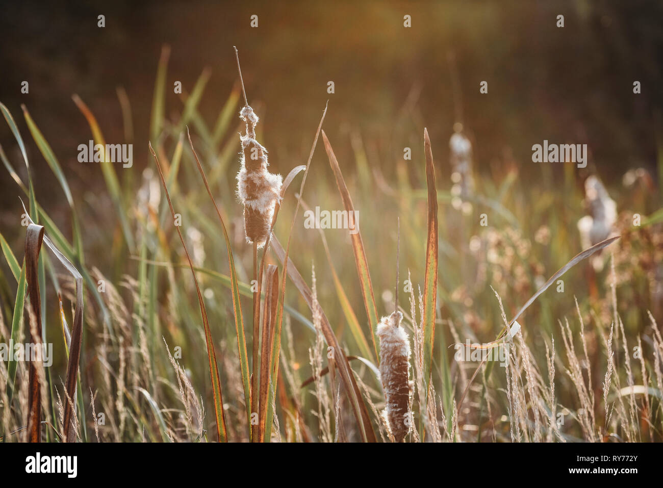 Cattails hi-res stock photography and images - Alamy