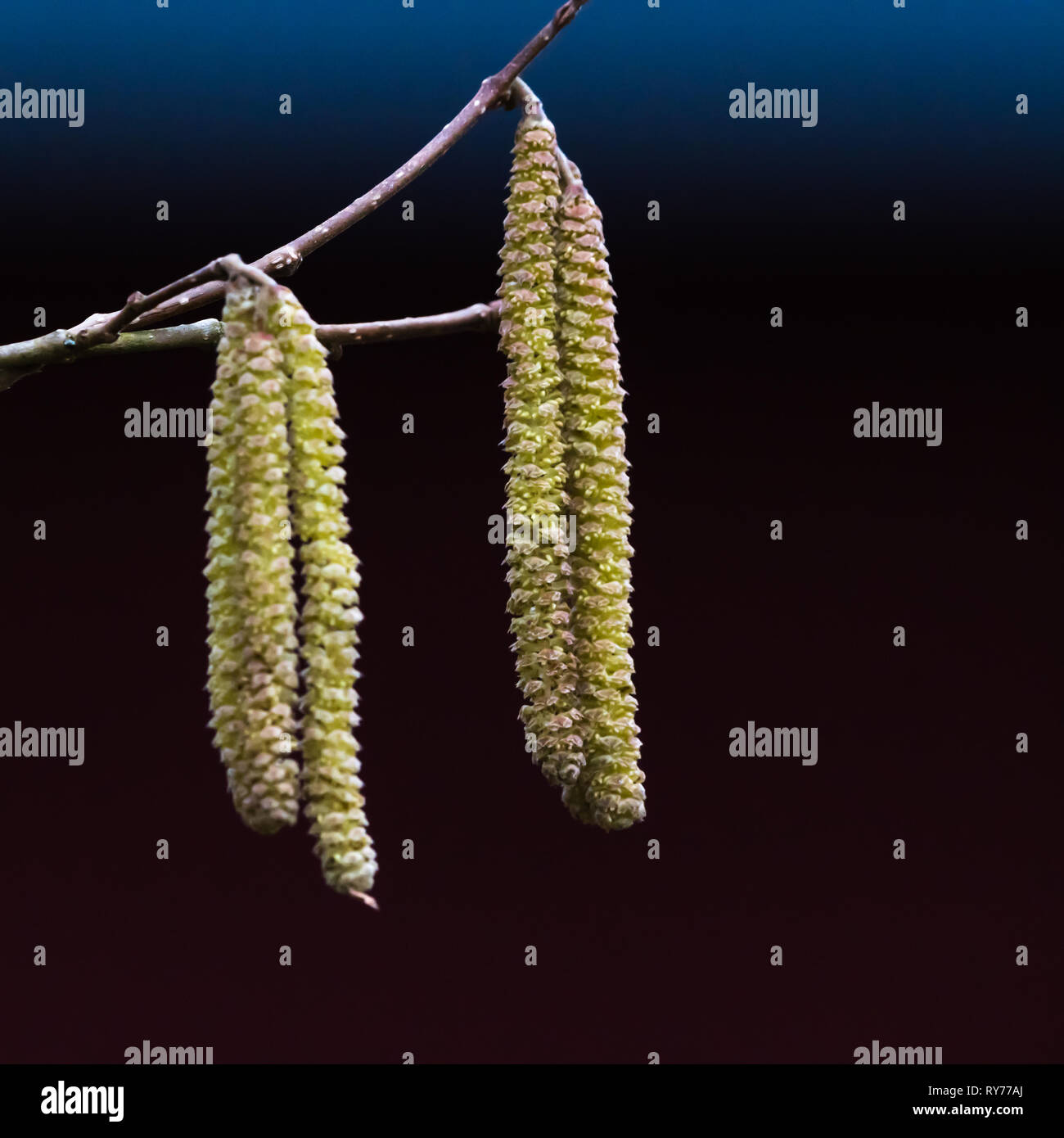 Hazel catkins closeup by a dark background Stock Photo - Alamy