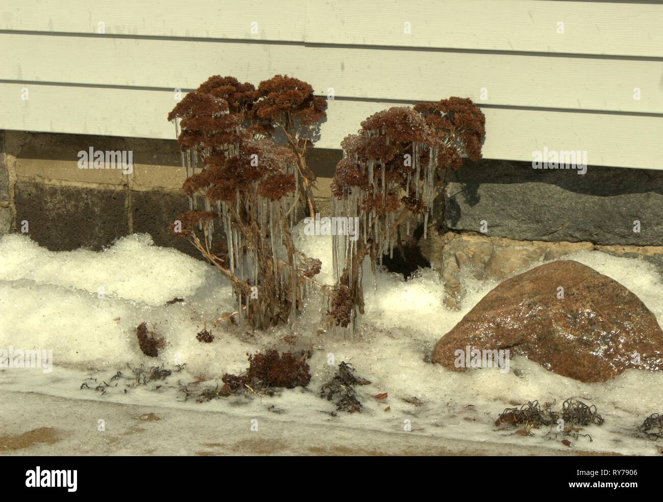 Dead ice plant hi-res stock photography and images - Alamy