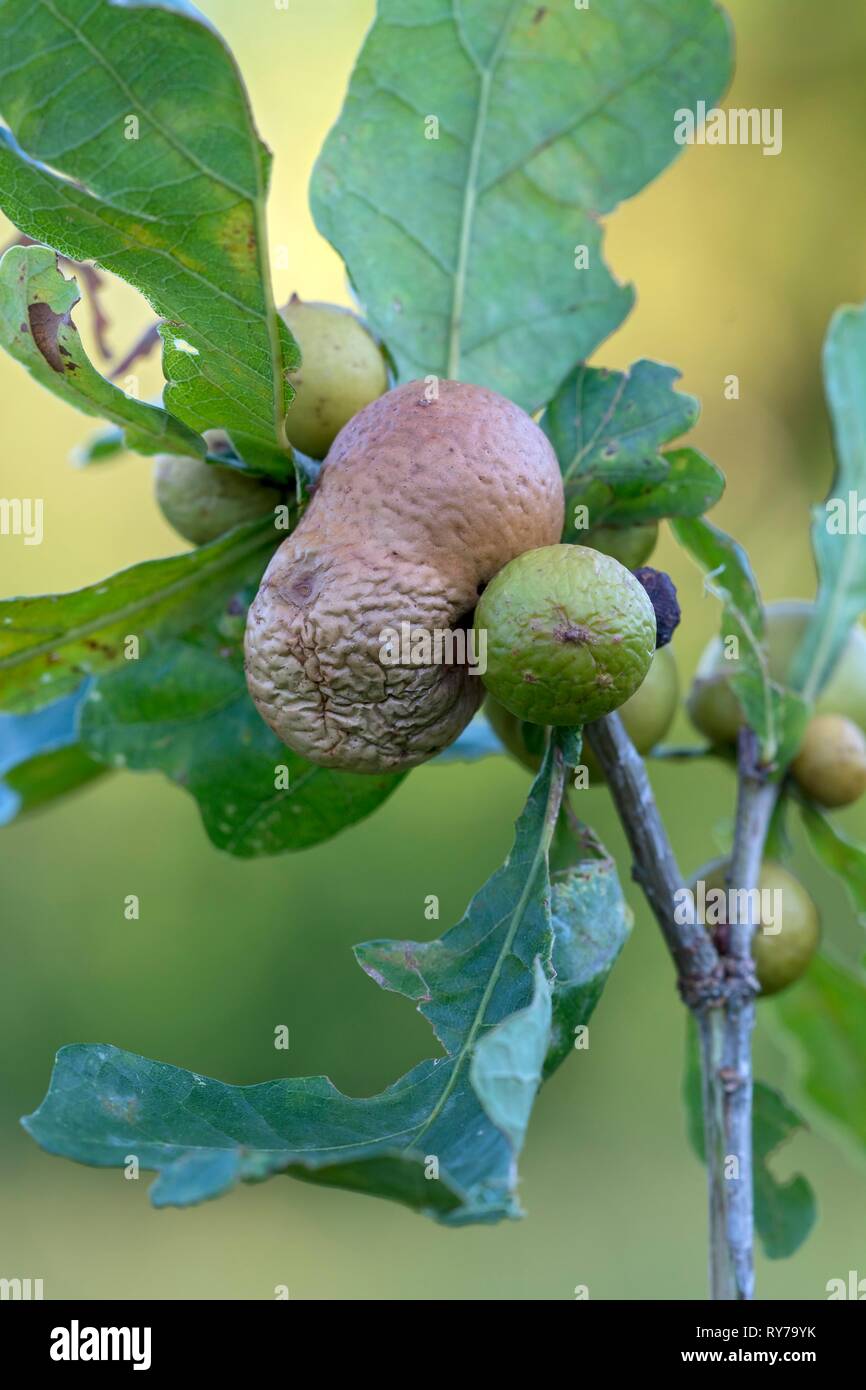 Oak apples hi-res stock photography and images - Alamy