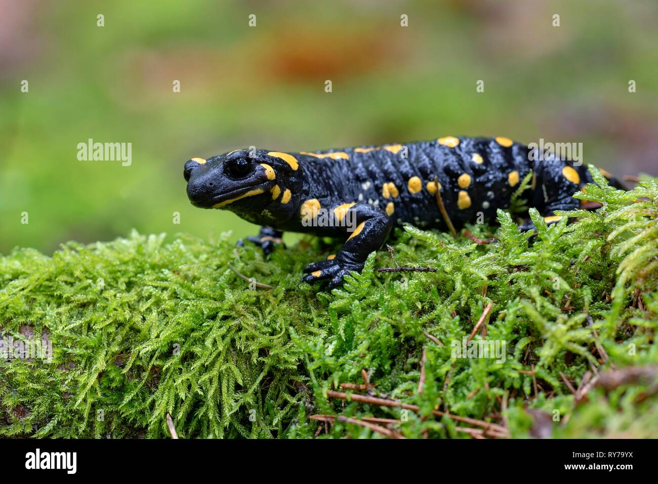 Salamandra salamandra tree hi-res stock photography and images - Alamy