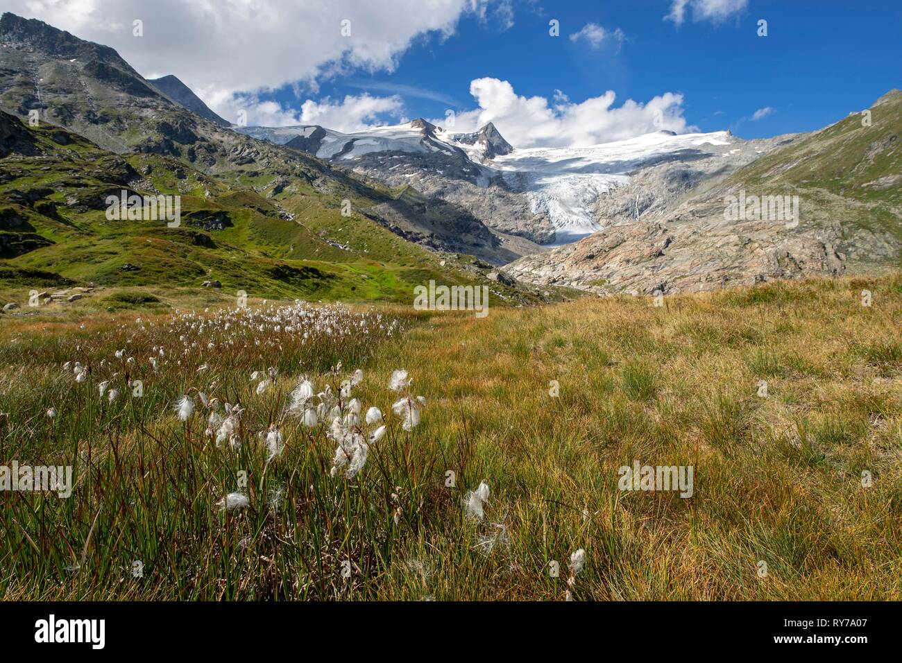 Woolly back hi-res stock photography and images - Alamy