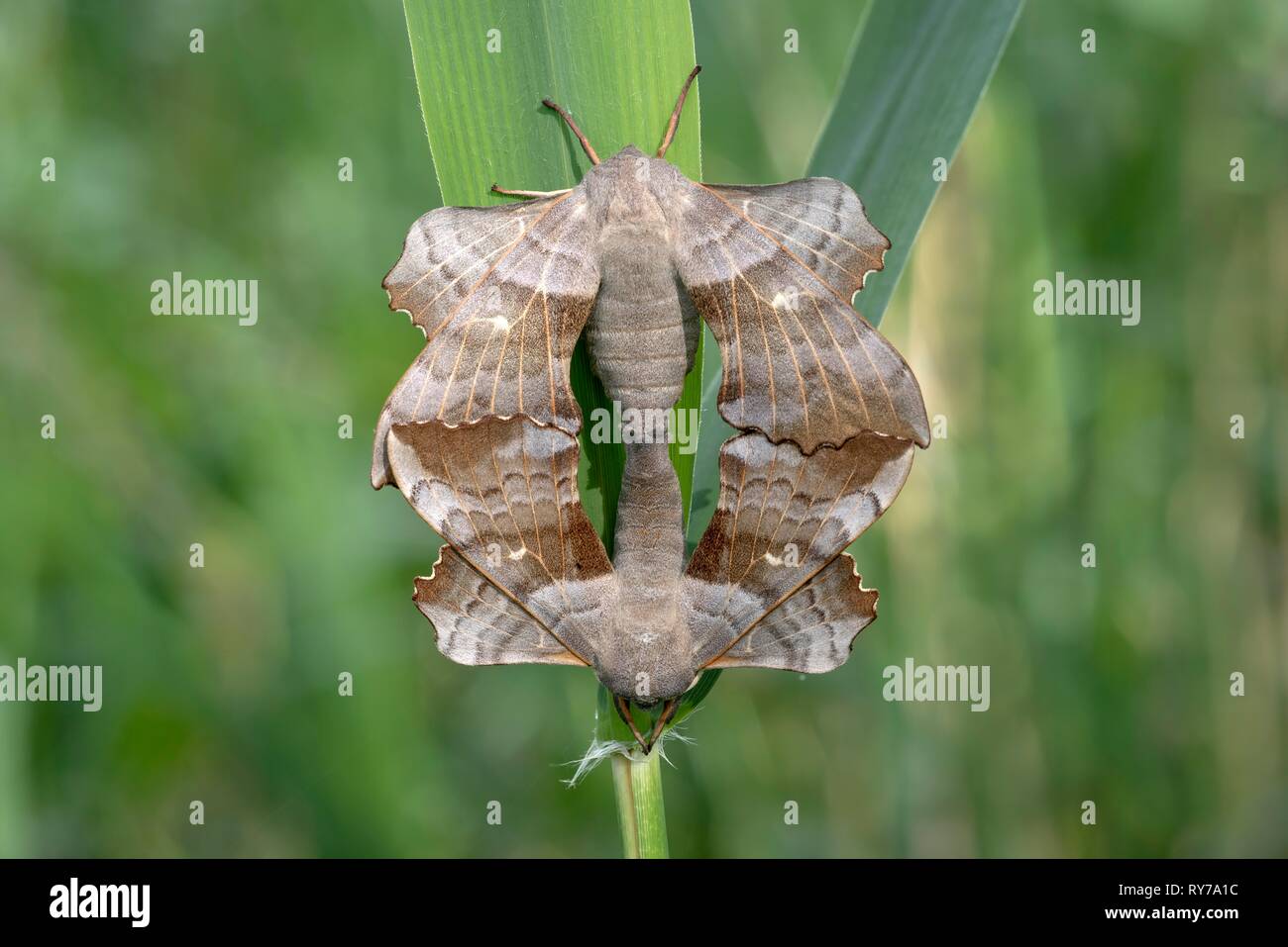 Poplar Hawk-moth (Laothoe populi), pair on blade of grass, Kopula ...