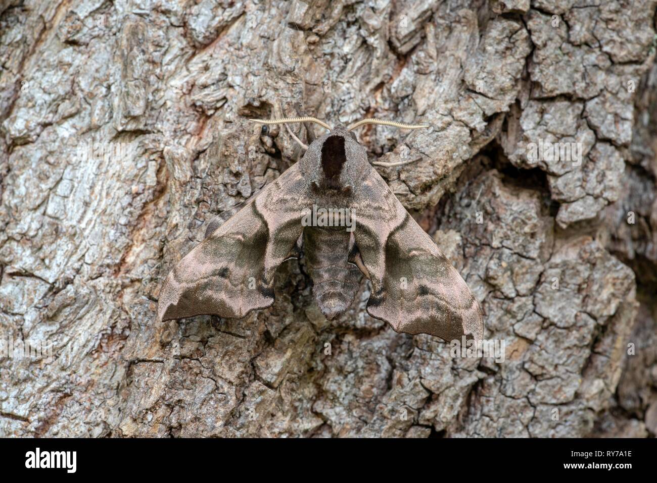 Poplar Hawk-moth (Laothoe populi) sits camouflaged on the bark of a ...