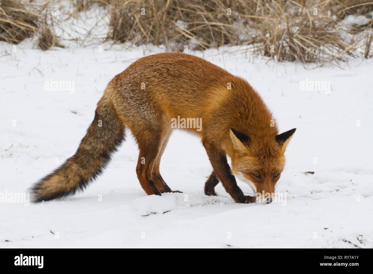 Sniffing fox hi-res stock photography and images - Alamy