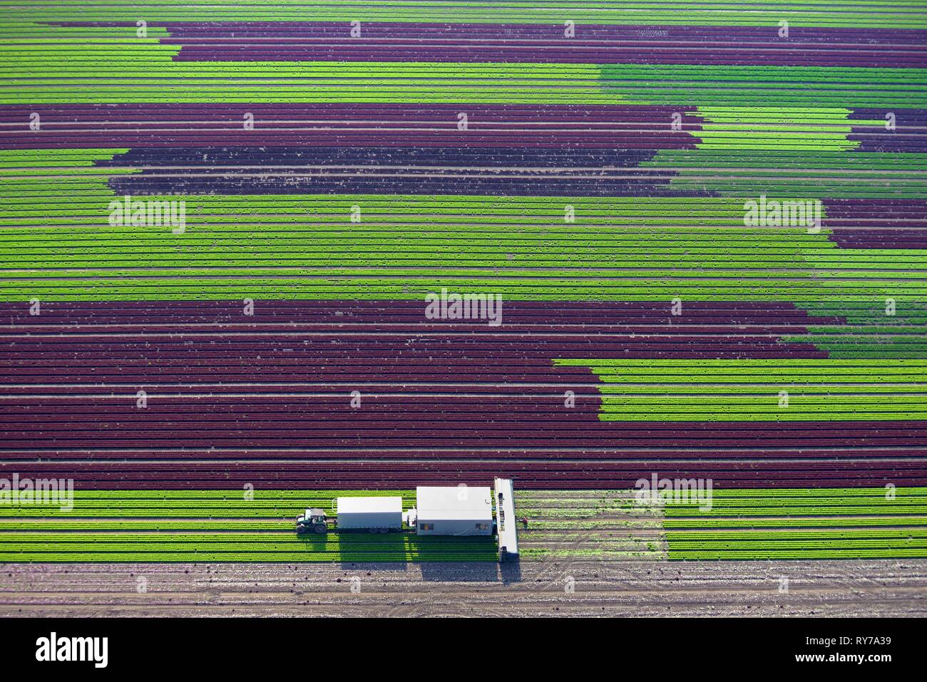 Harvester on lettuce field, cultivation of red and green lettuce in ...