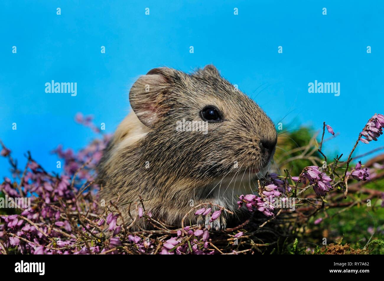 Guinea Pig (Caviidae), wild color-white, shorthair, young, sits on ...