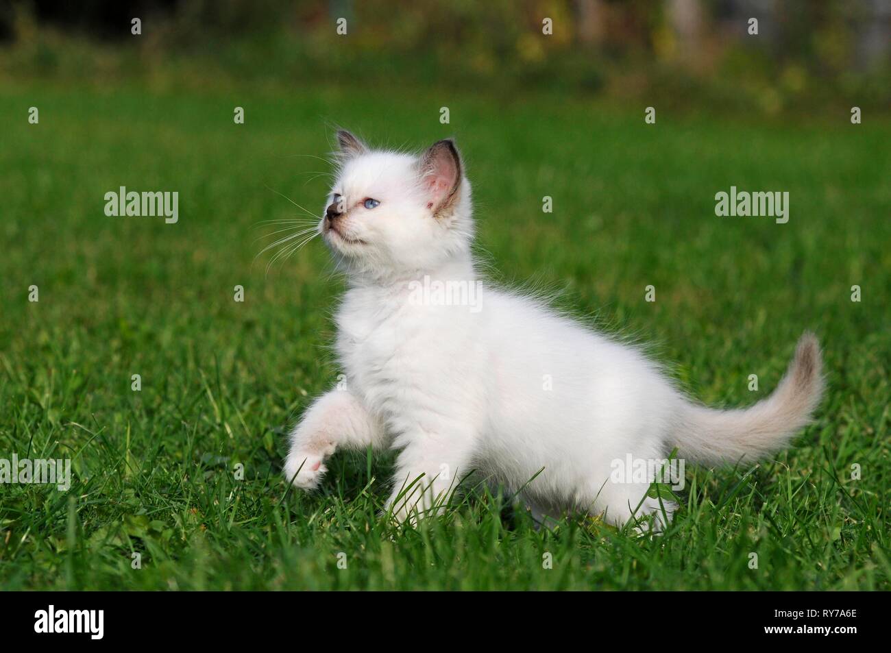 White Ragdoll Cat