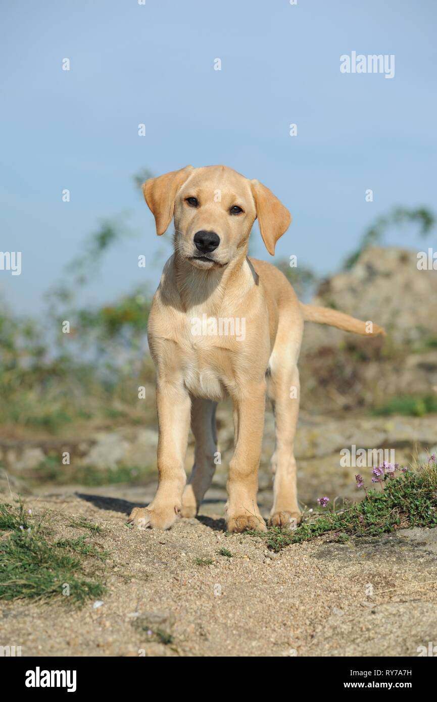 Labrador Retriever, yellow, puppy standing, Austria Stock Photo - Alamy