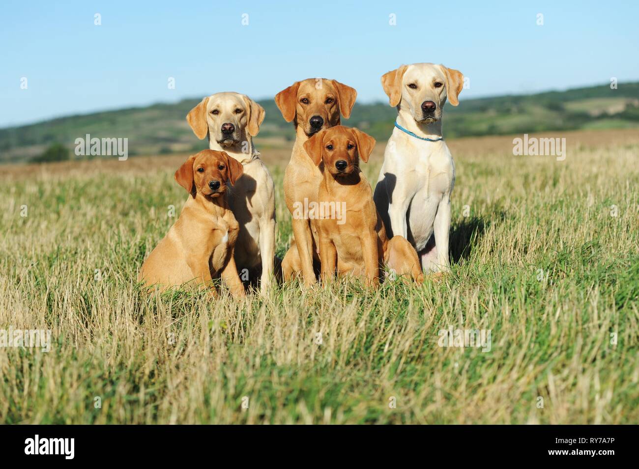 Retriever family hi-res stock photography and images - Alamy