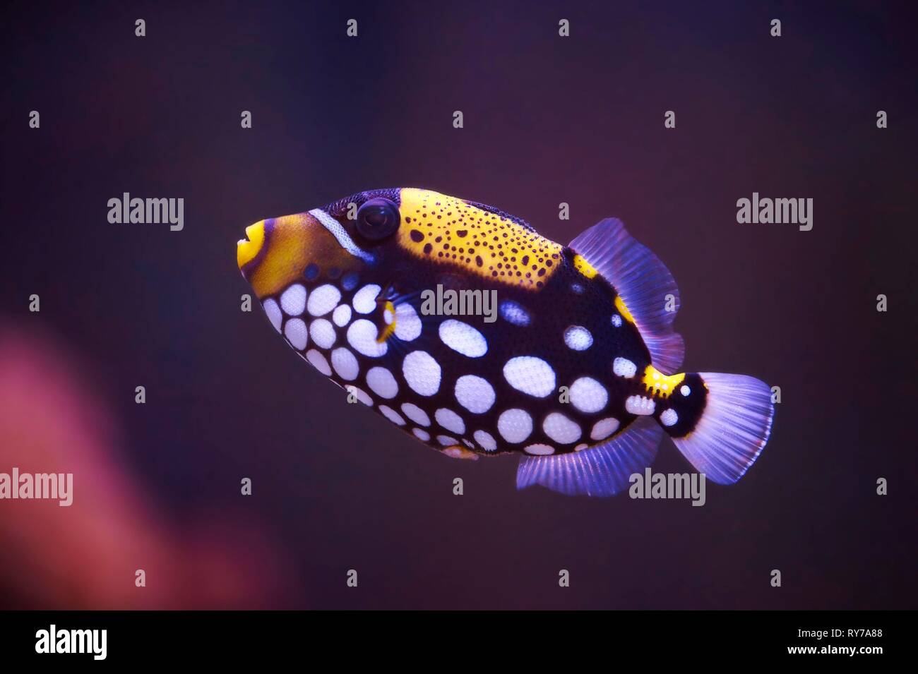 Clown triggerfish (Balistoides conspicillum) in a aquarium, captive ...