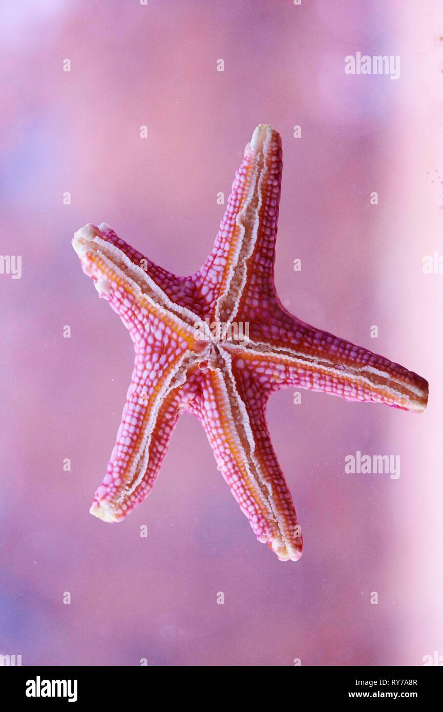 Pink starfish hi-res stock photography and images - Alamy