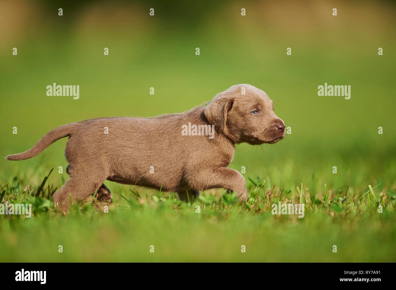 Chocolate Labrador Retriever pup running on a meadow, Germany Stock ...