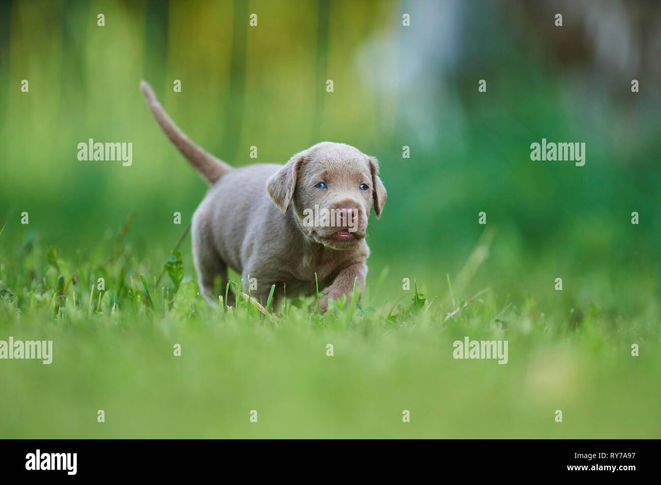Walking labrador retriever hi-res stock photography and images - Alamy