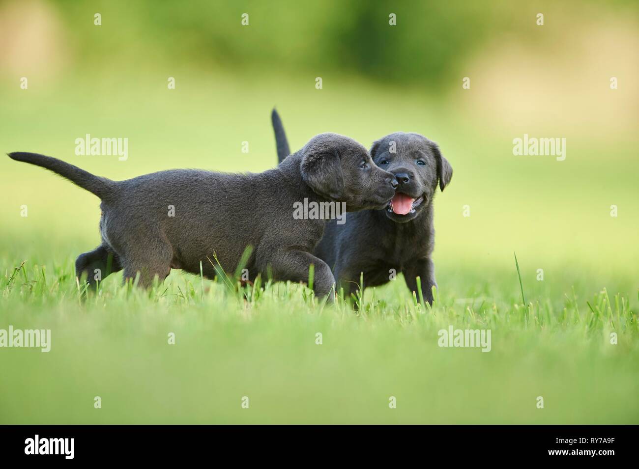Black Labrador Retriever, two pups playing on a meadow, Germany Stock ...