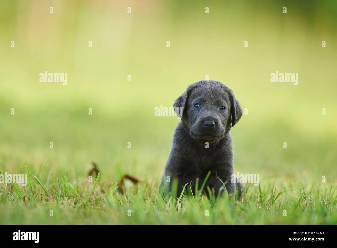 Black Labrador Retriever, pup sitting on a meadow, Germany Stock Photo ...