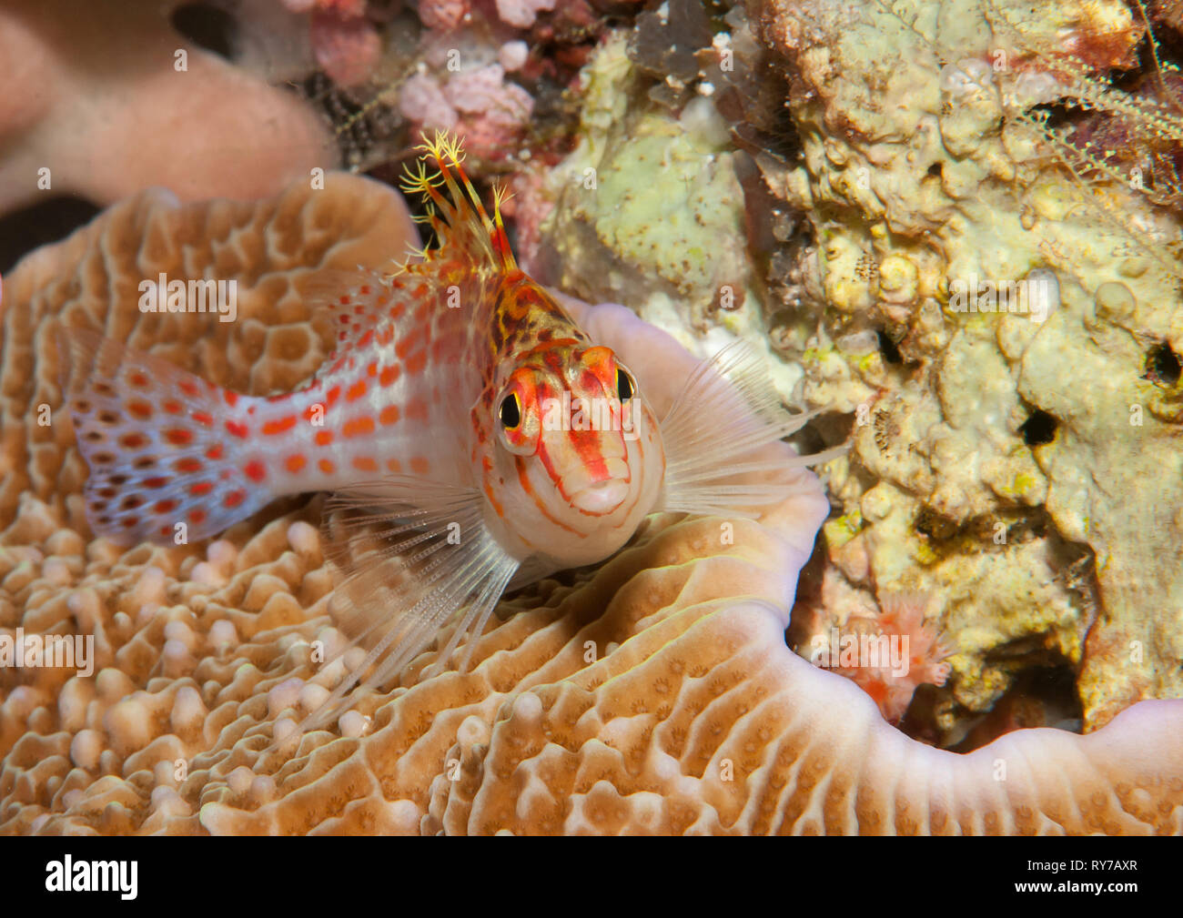 Dwarf hawkfish Cirrhitichthys falco resting on coral reef of Bali ...
