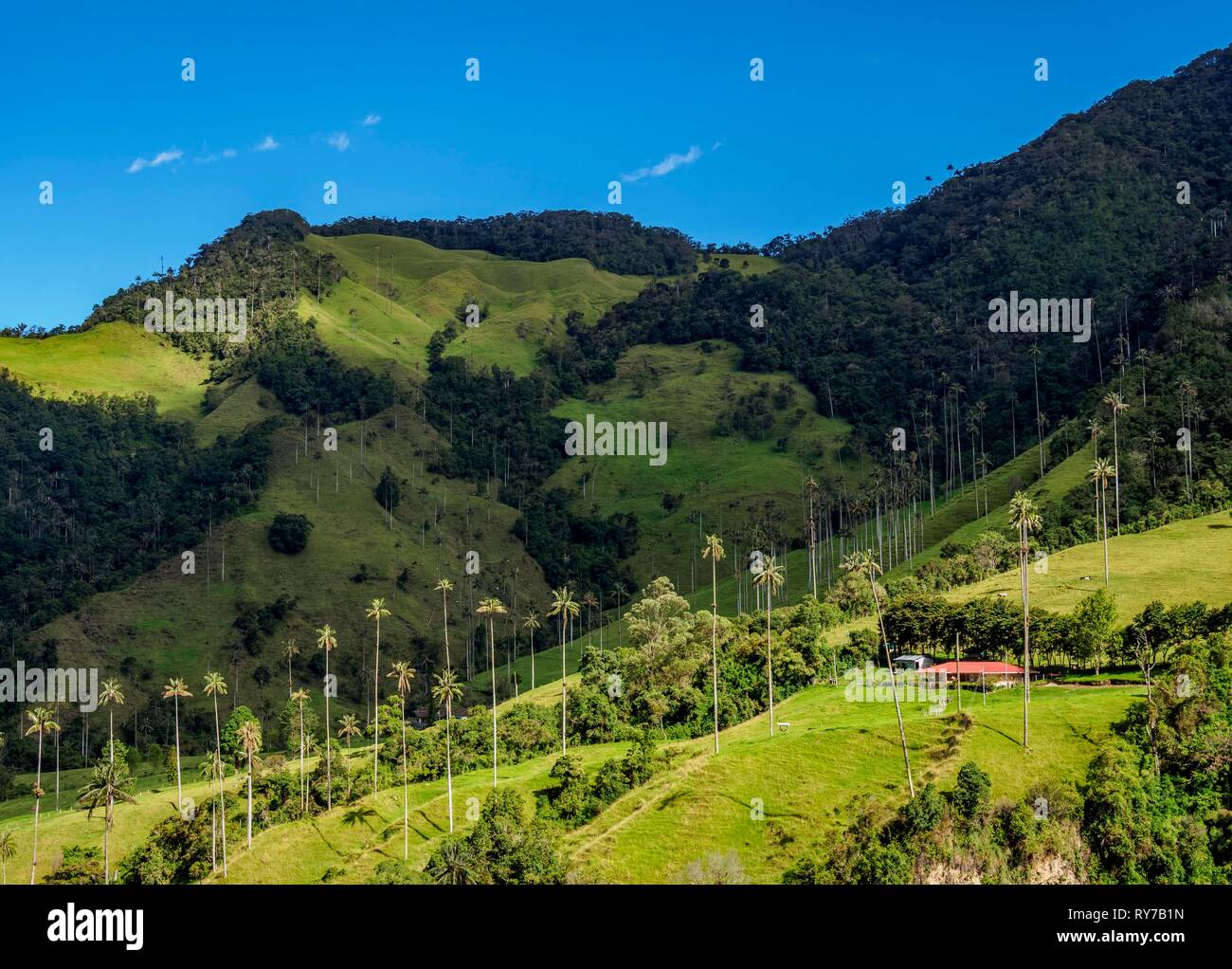 Ceroxylon quindiuense palm hi-res stock photography and images - Alamy