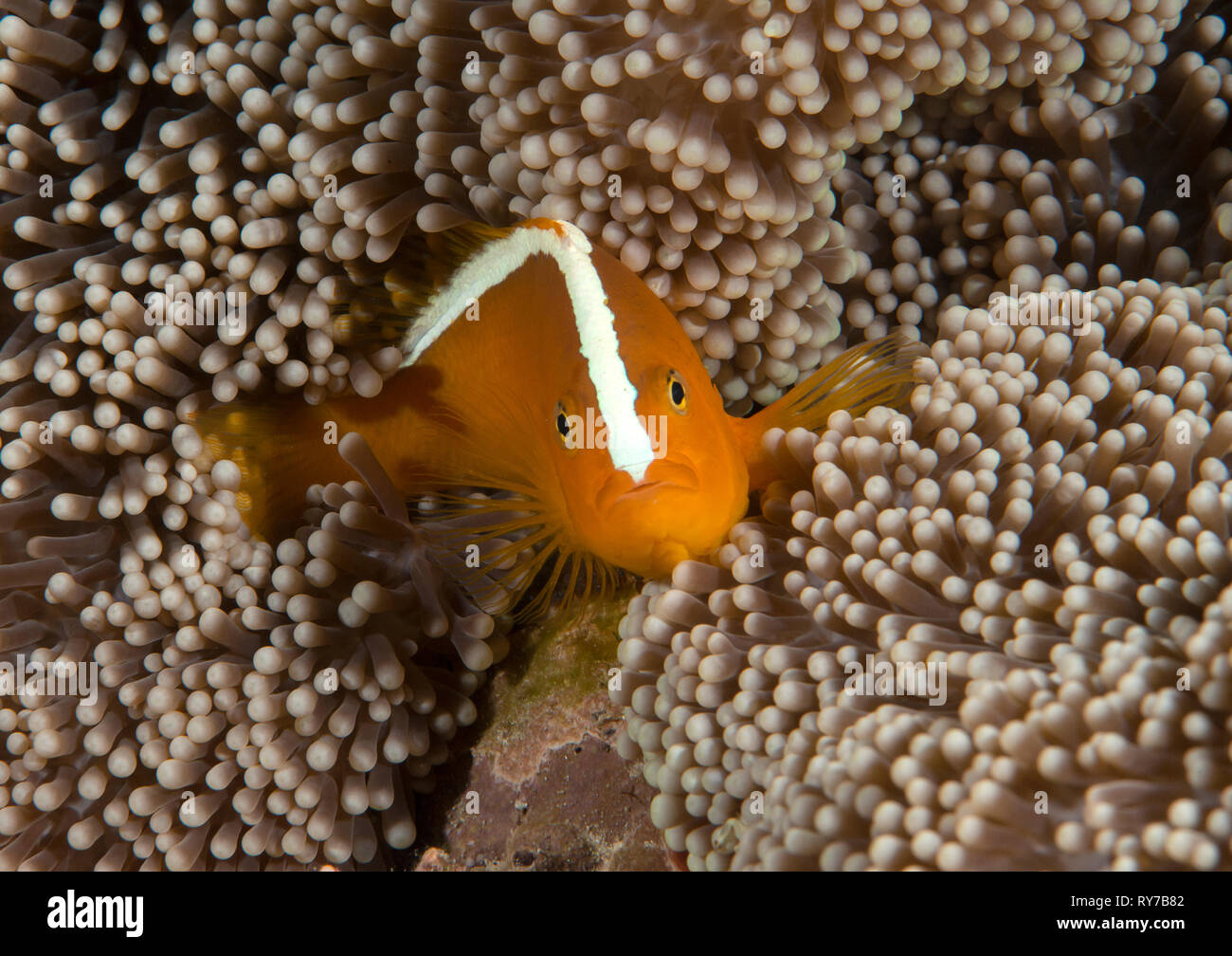 Orange skunk clownfish ( Amphiprion sandaracinos ) swimming in sea ...