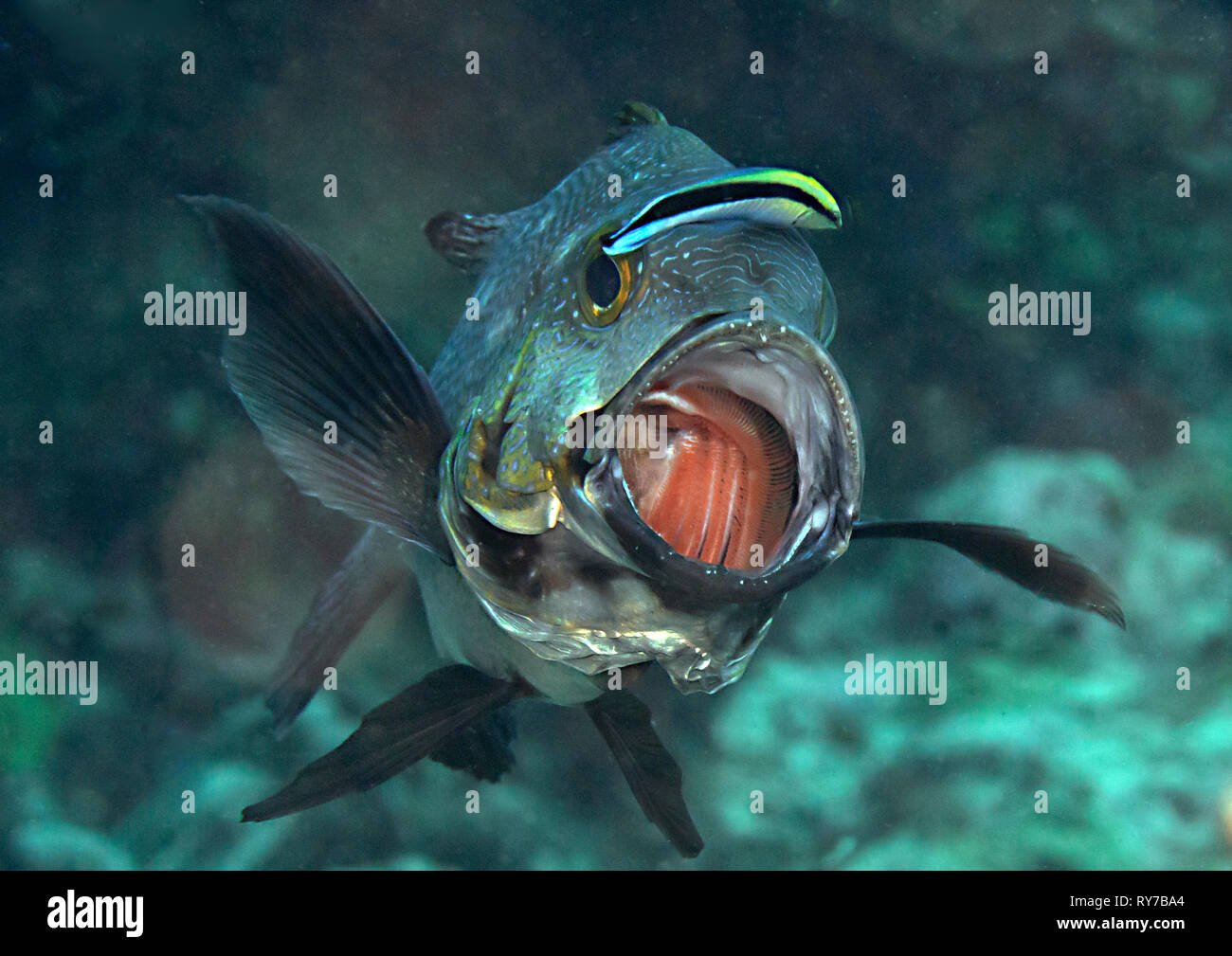 Midnight snapper , Macolor macularis cleaned by cleaner fish (labroides ...