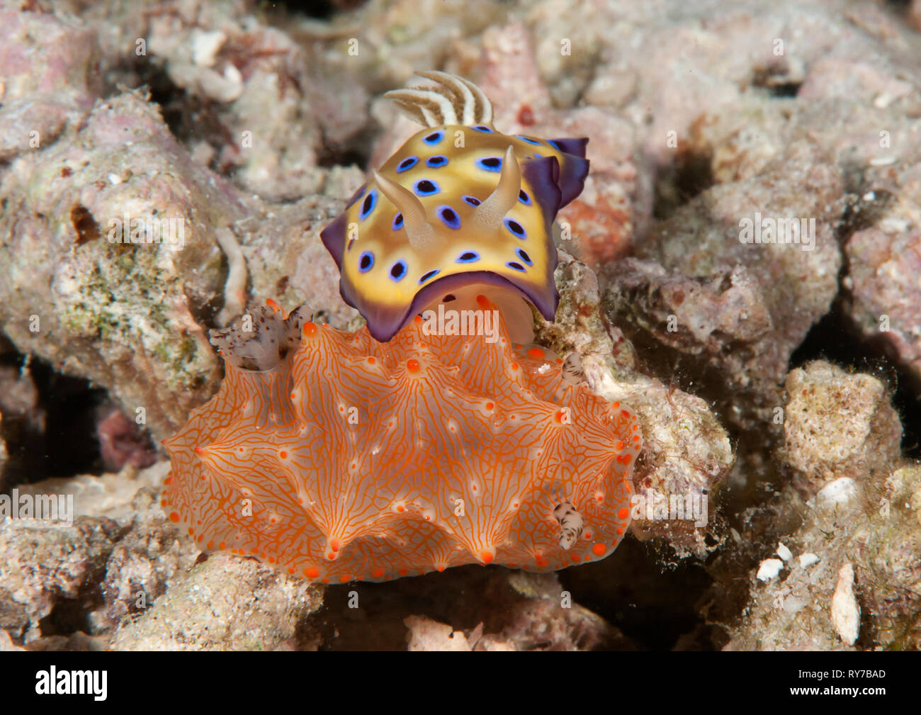 Kune's chromodoris ( Chromodoris kuniei ) and halgerda batangas ...