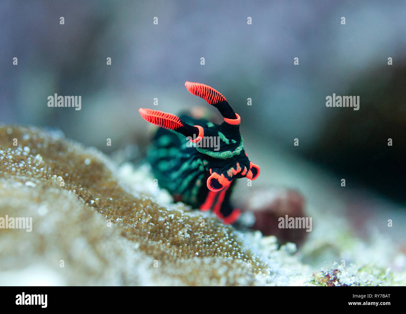 Variable neon slug or dusky nembrotha ( Nembrotha kubaryana ) crawling ...