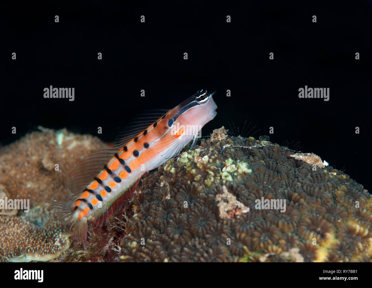 Axelrods clown blenny hi-res stock photography and images - Alamy