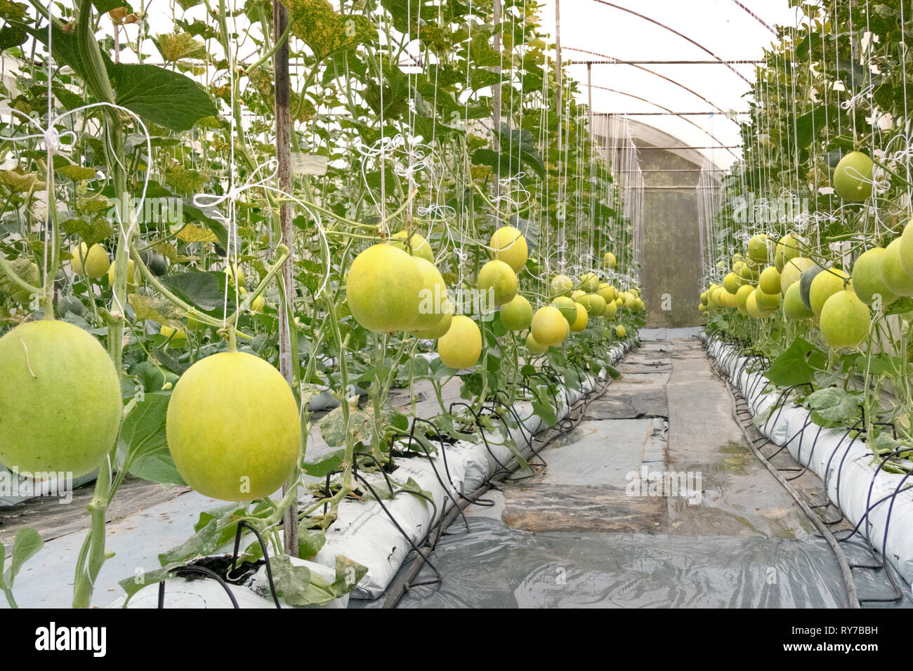 Yellow melon hanging on hi-res stock photography and images - Alamy