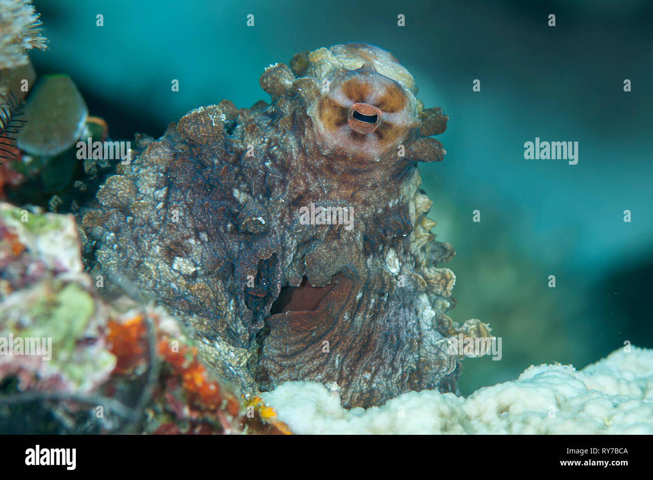 Common reef octopus (Octopus cyanea) among corals of Bali, Indonesia ...