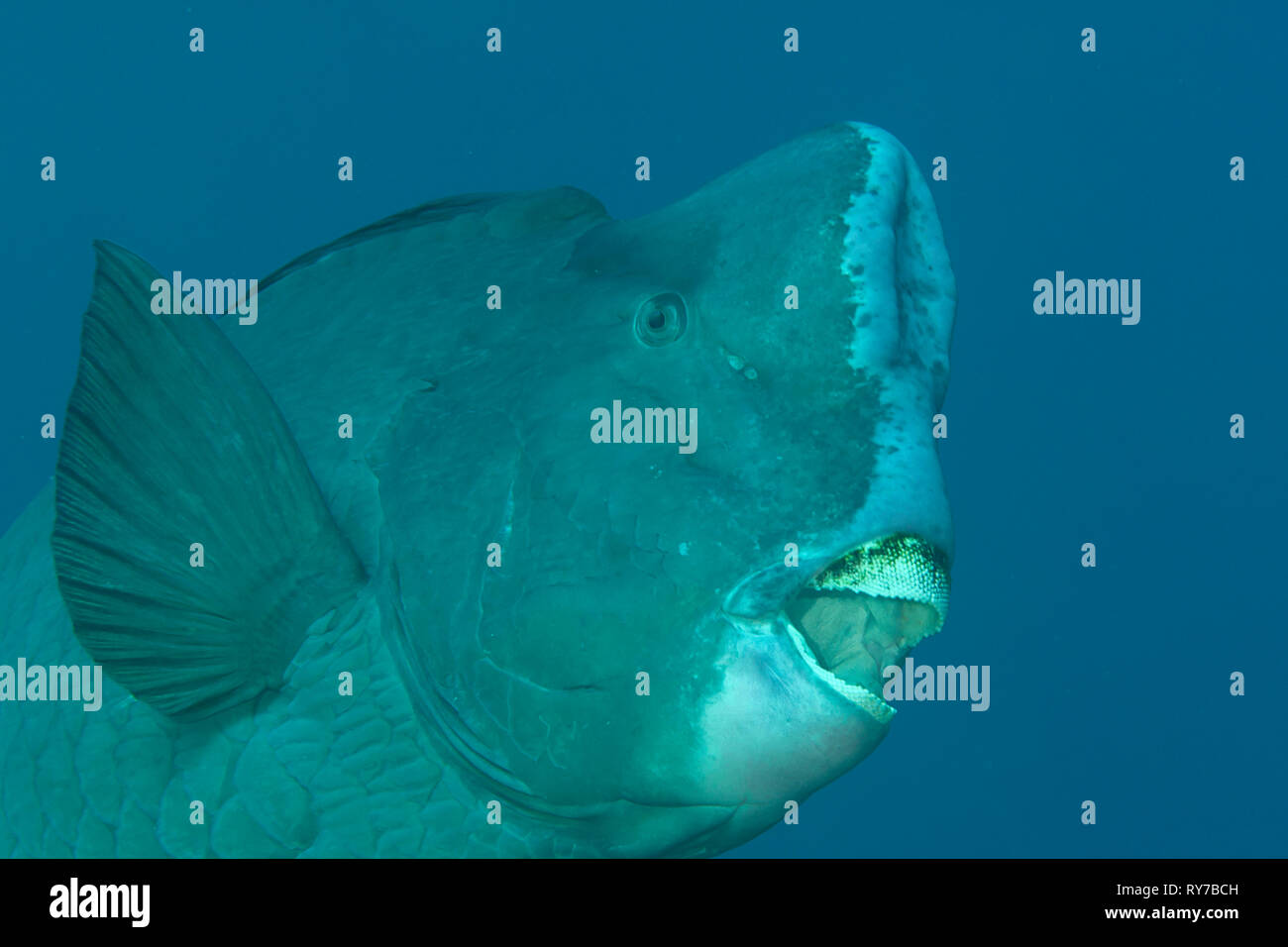 Humphead Parrotfish Bite