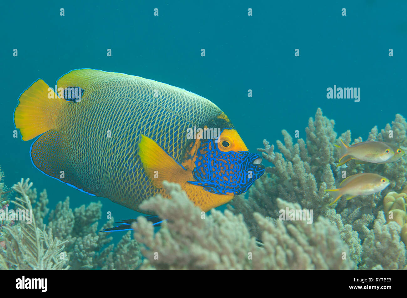 Yellowface High Resolution Stock Photography and Images - Alamy