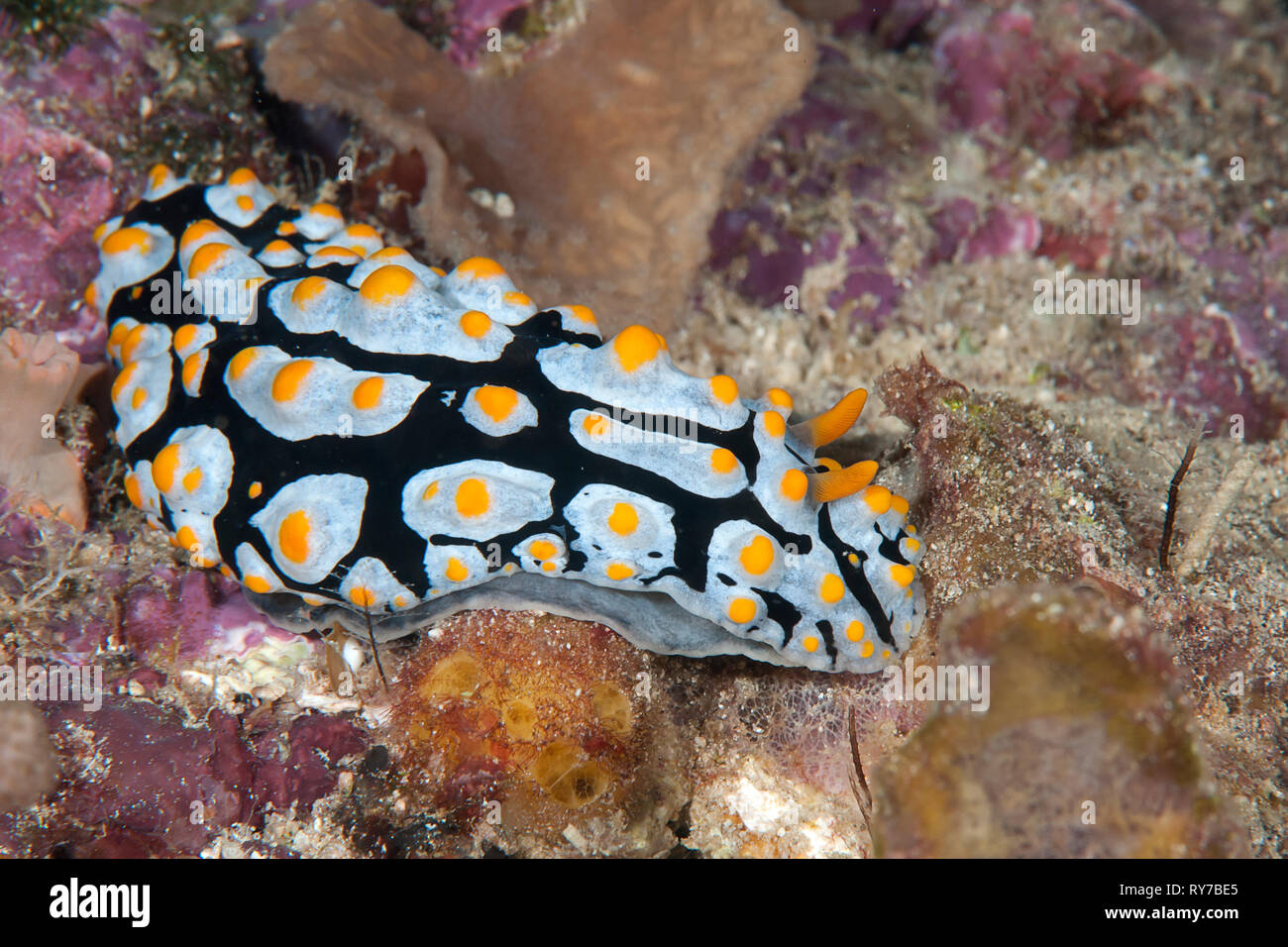 Varicose phyllidia ( Phyllidia varicosa ) nudibranch crawling across ...