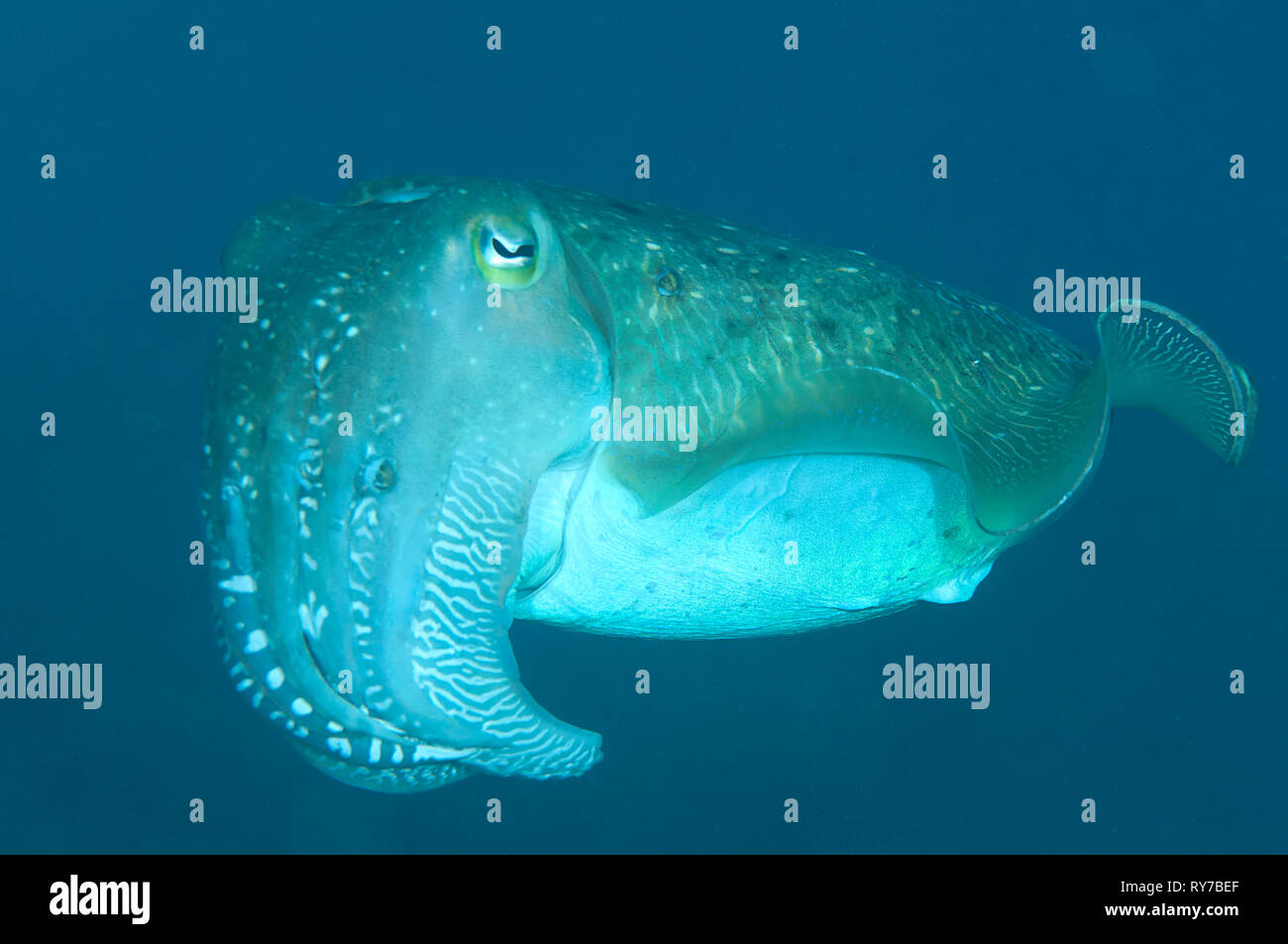 Sepia cuttlefish over coral reef of Bali, Indonesia Stock Photo - Alamy