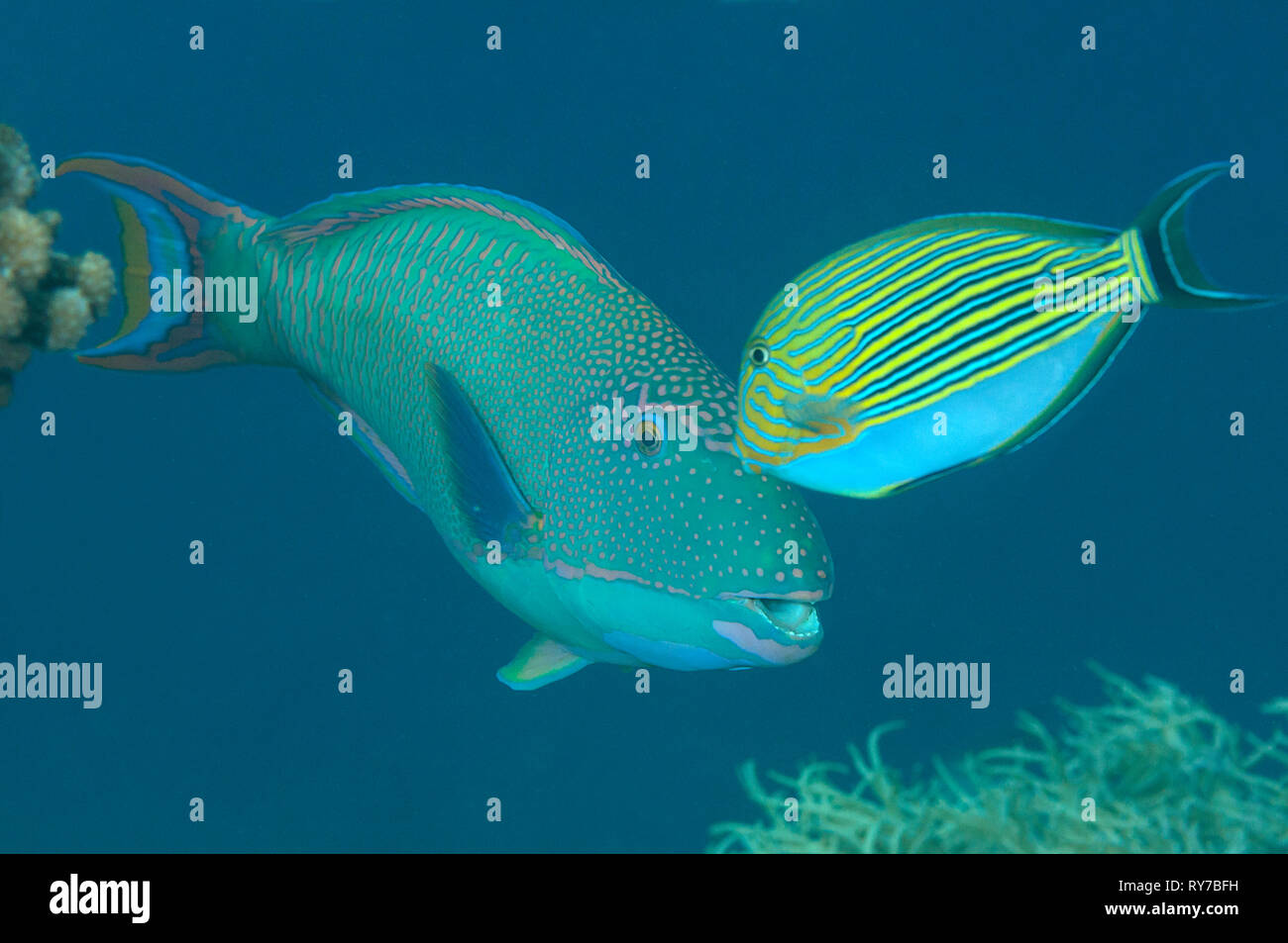 Paracanthurus hepatus hi-res stock photography and images - Alamy