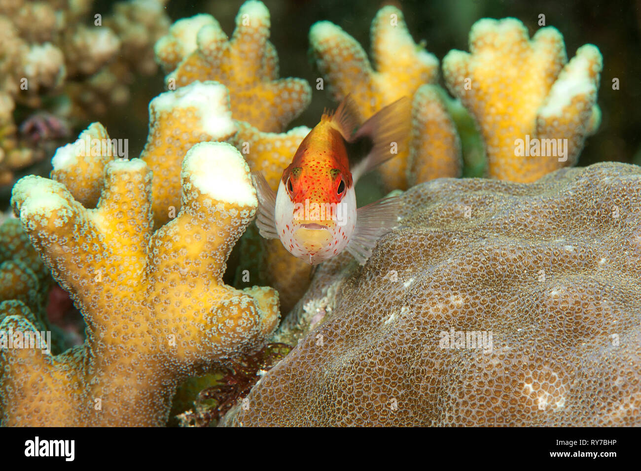 Forster's Hawkfish, Paracirrhites forsteri swimming among corals of ...
