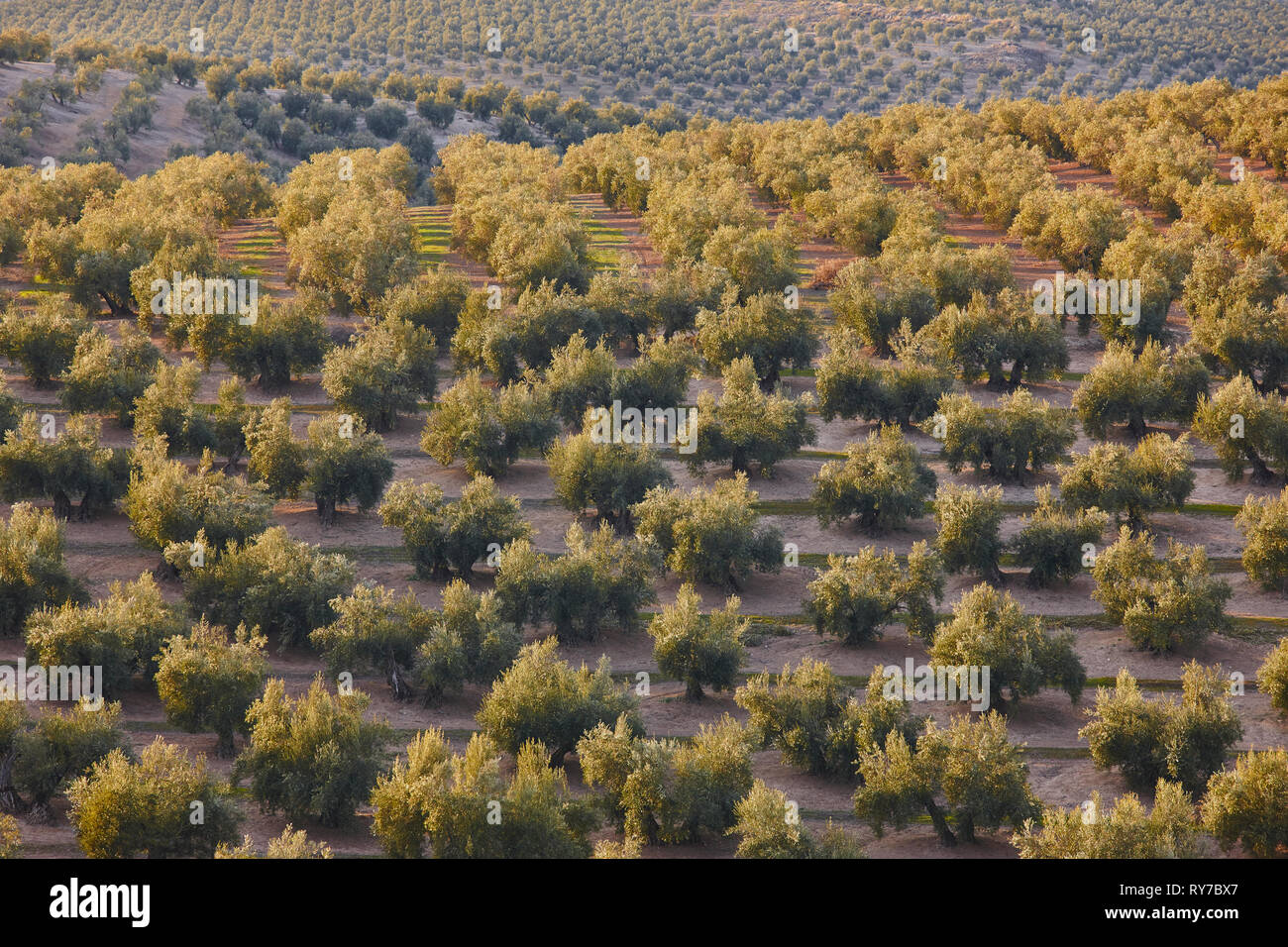 Olive tree fields in Andalusia. Spanish agricultural harvest landscape ...