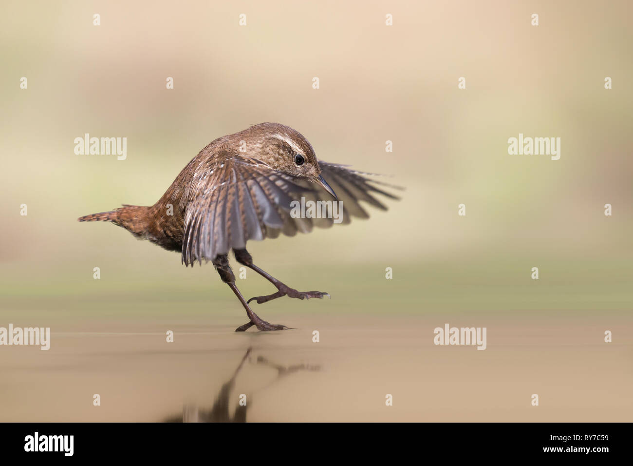 Incredible nature, the Eurasian wren lands on the river (Troglodytes ...