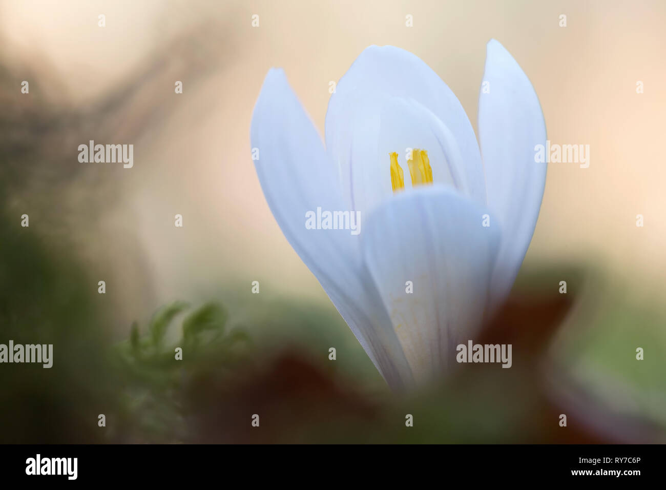 The beautiful giant crocus flower (Crocus vernus Stock Photo - Alamy