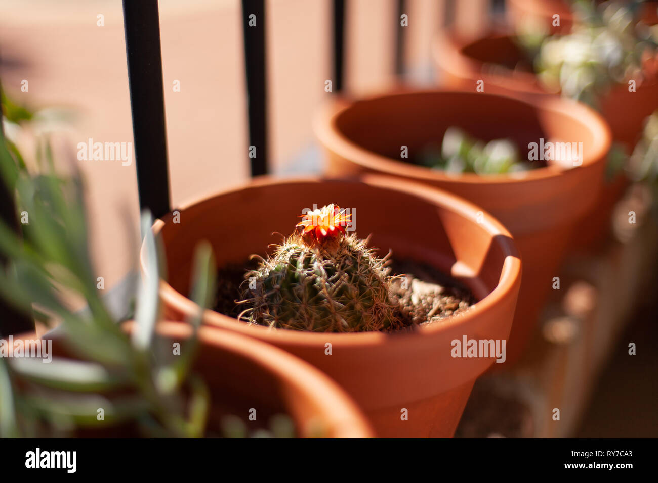 Cactus pot flower hi-res stock photography and images - Alamy