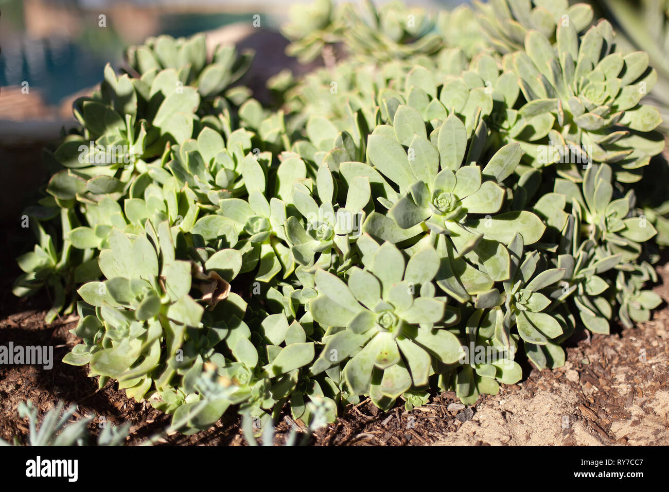Succulents in the sun hi-res stock photography and images - Alamy