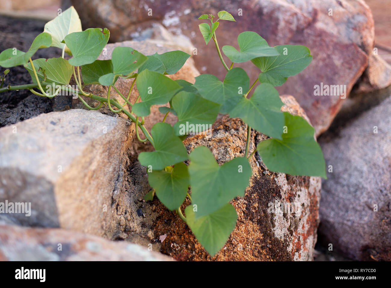 Creeping over rock hi-res stock photography and images - Alamy
