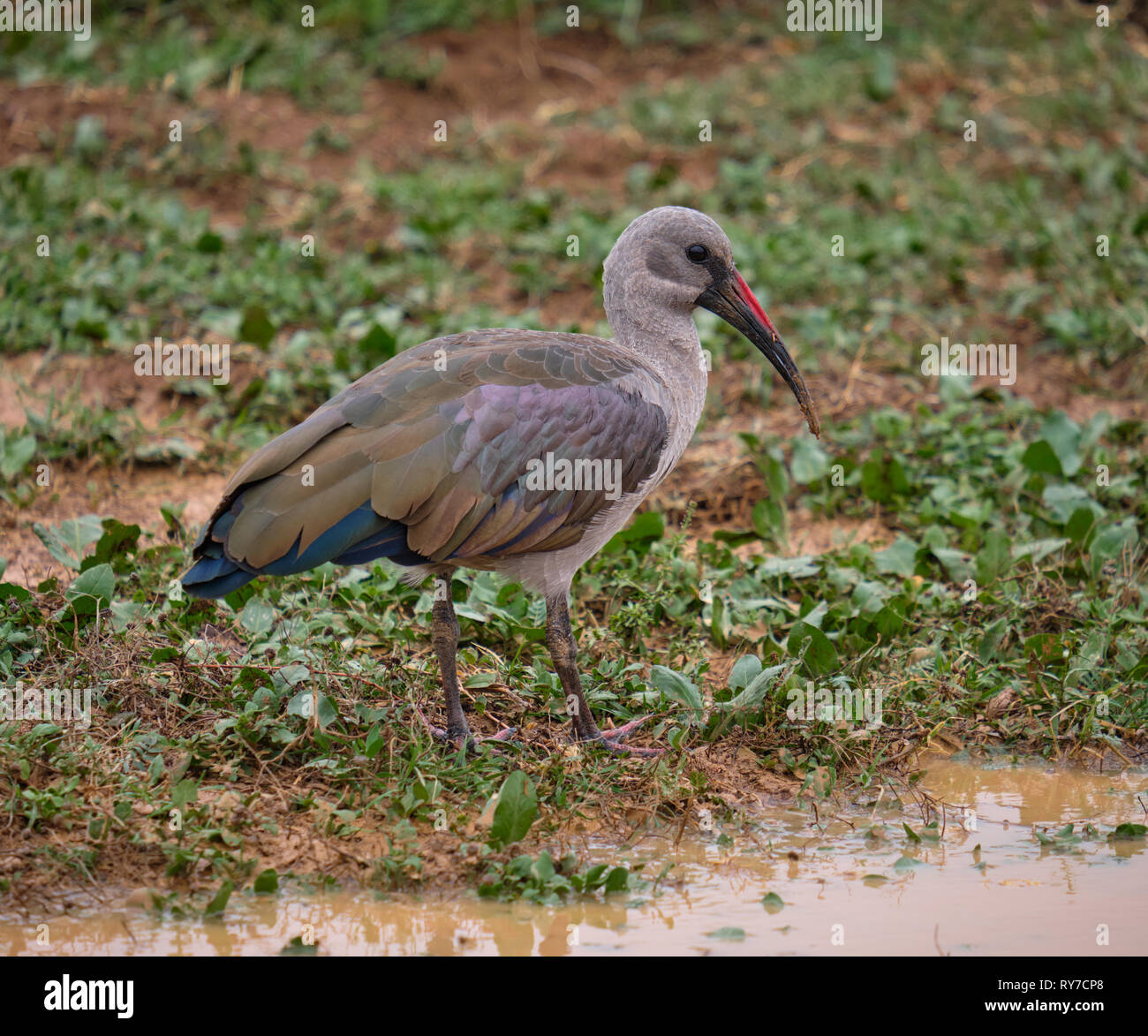 Hadeda Ibis (latin: Bostrychia hagedash) on ground by a marshy puddle ...