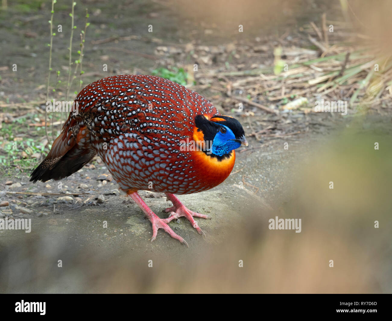 Temminck's tragopan Tragopan temminckii male Stock Photo - Alamy